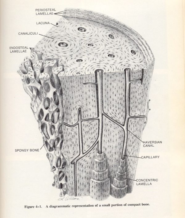 The Anatomy of Bone | Lab Storage Systems, Inc.